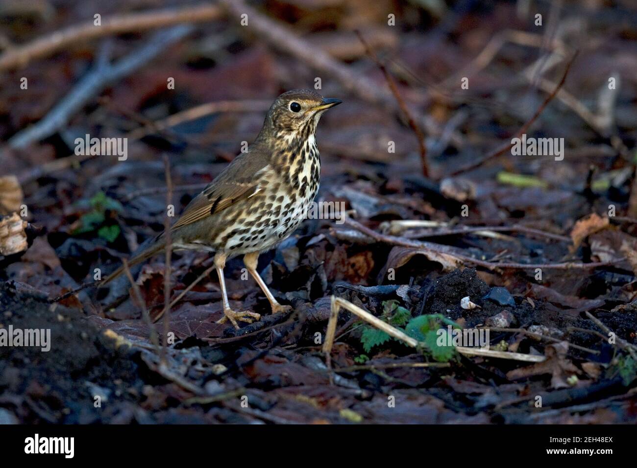 Song thrush uk 2021 hi-res stock photography and images - Alamy