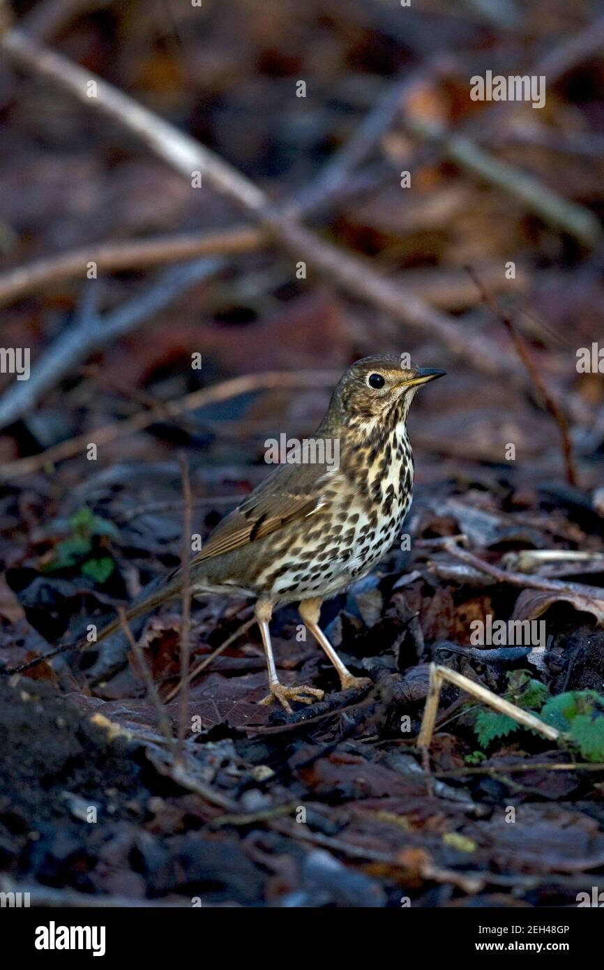 Song thrush uk 2021 hi-res stock photography and images - Alamy