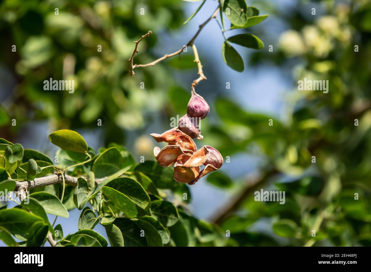 Manila tamarind fruit on tree, tropical fruit Stock Photo - Alamy