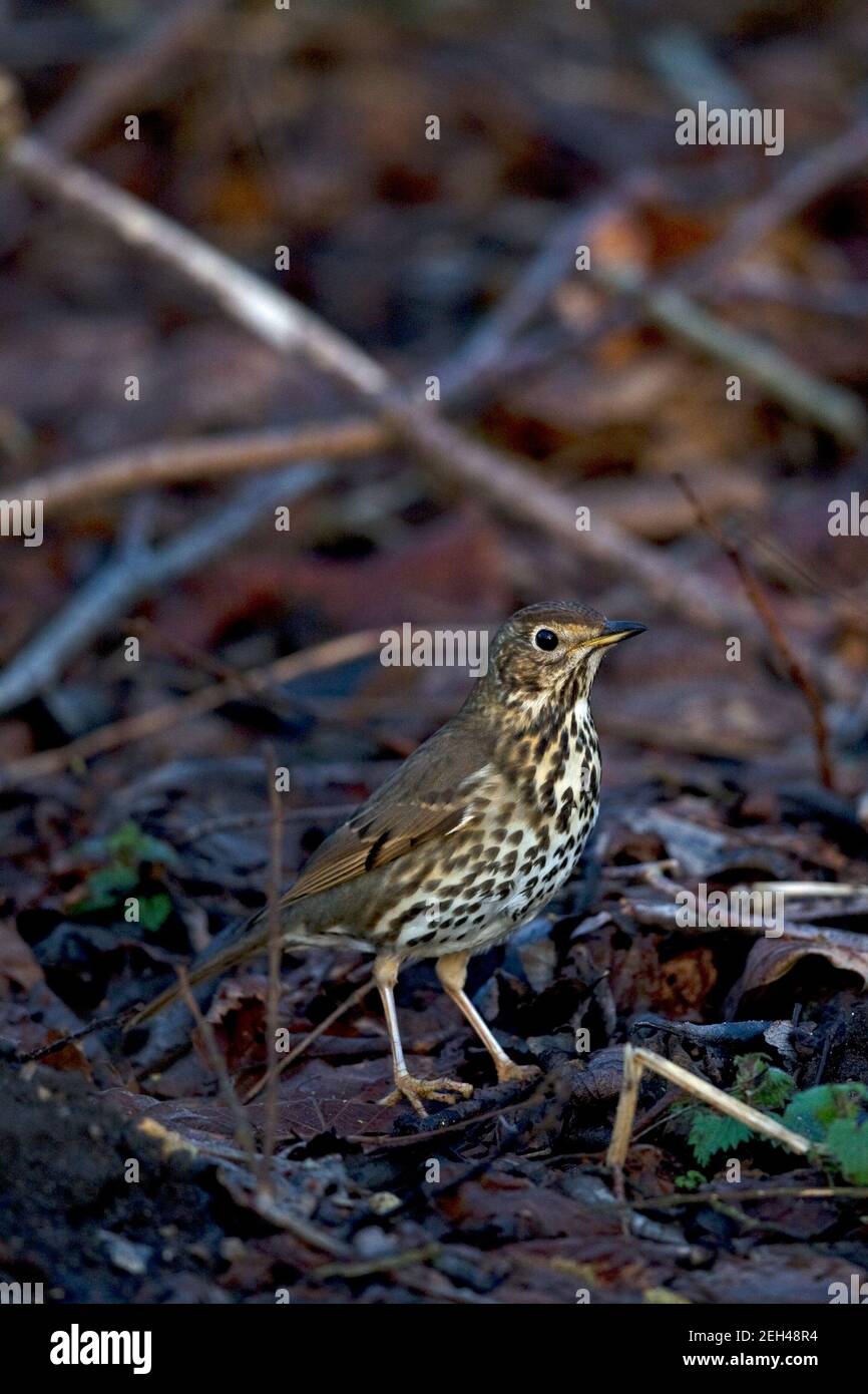 Song thrush uk 2021 hi-res stock photography and images - Alamy