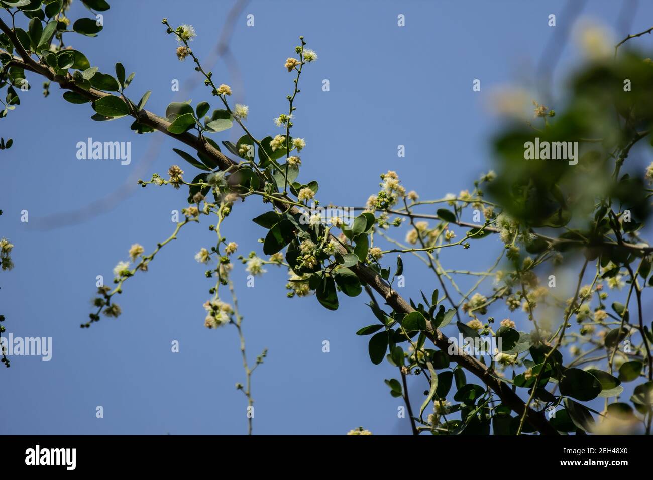 Manila tamarind fruit on tree, tropical fruit Stock Photo - Alamy