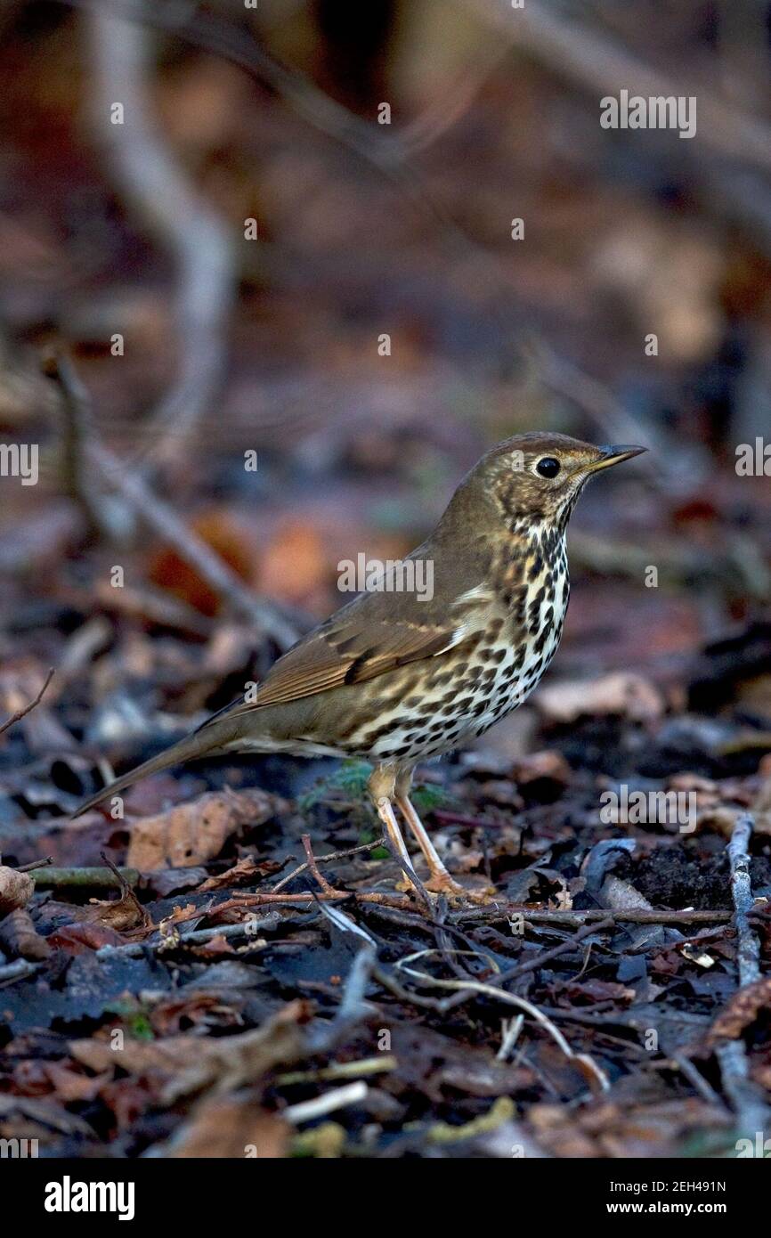 Song thrush uk 2021 hi-res stock photography and images - Alamy