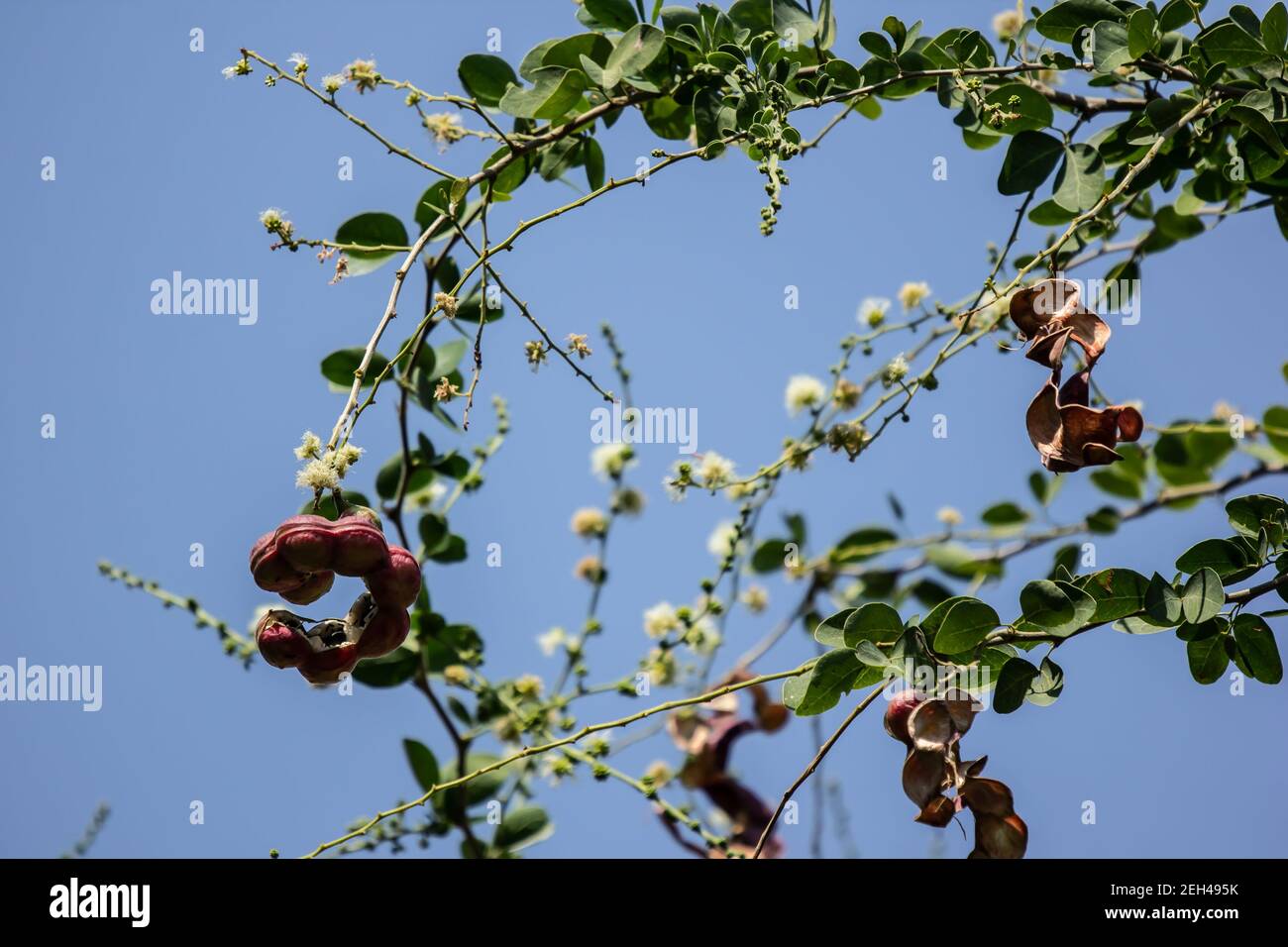 Manila tamarind fruit on tree, tropical fruit Stock Photo - Alamy