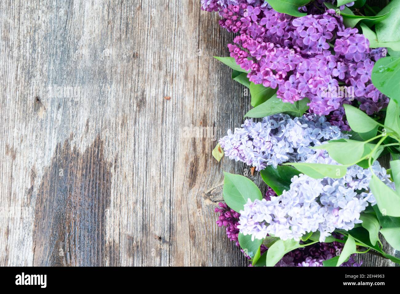 Fresh lilac flowers Stock Photo - Alamy