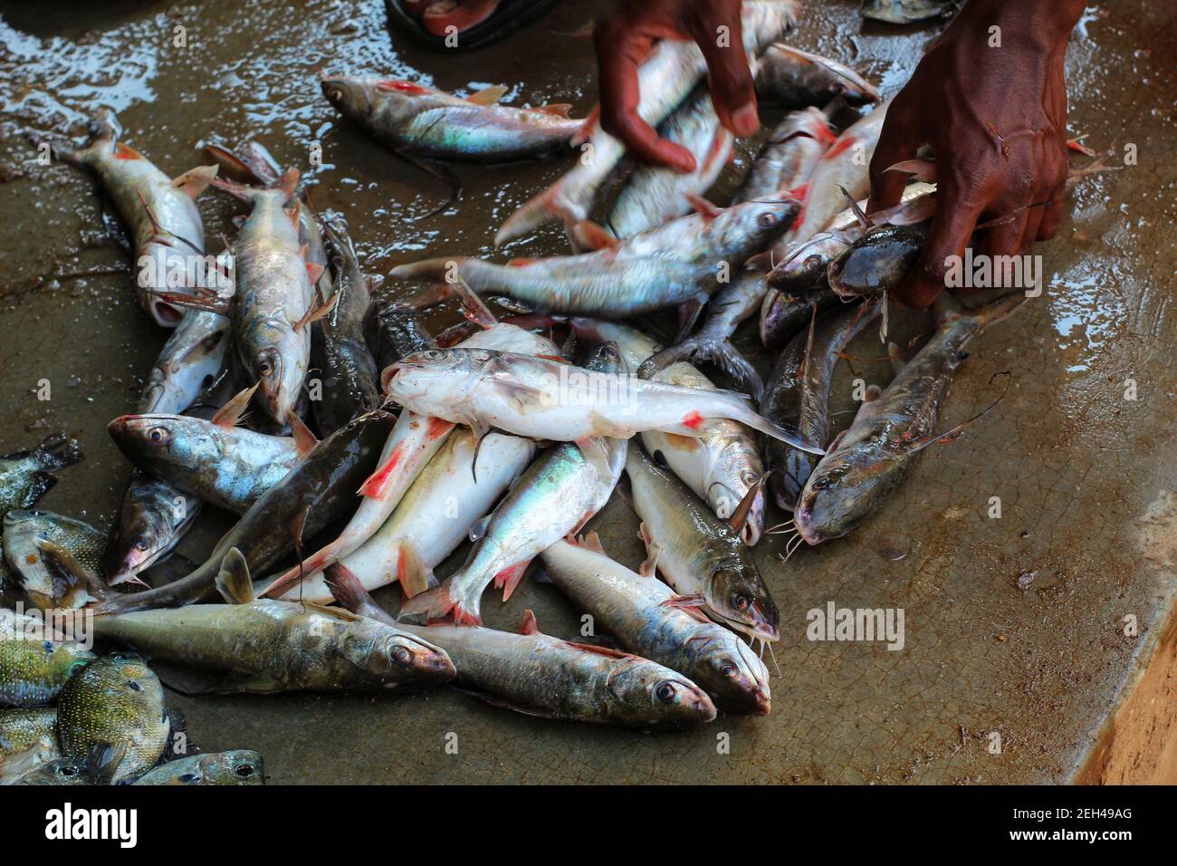 marine catfish sale in indian fish market marine catfish culture Stock ...