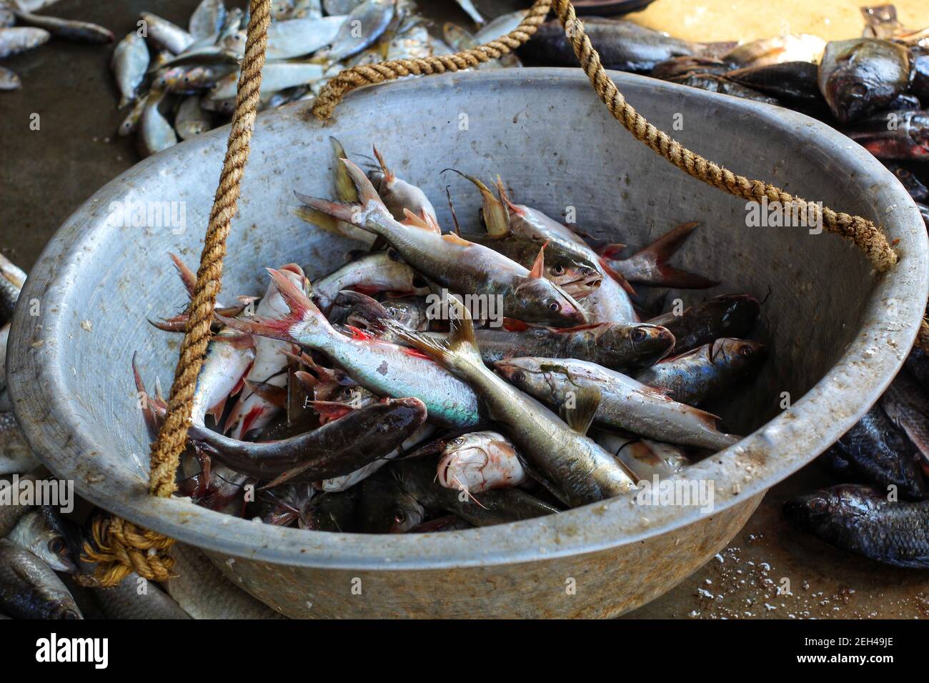 marine catfish sale in indian fish market marine catfish culture Stock ...