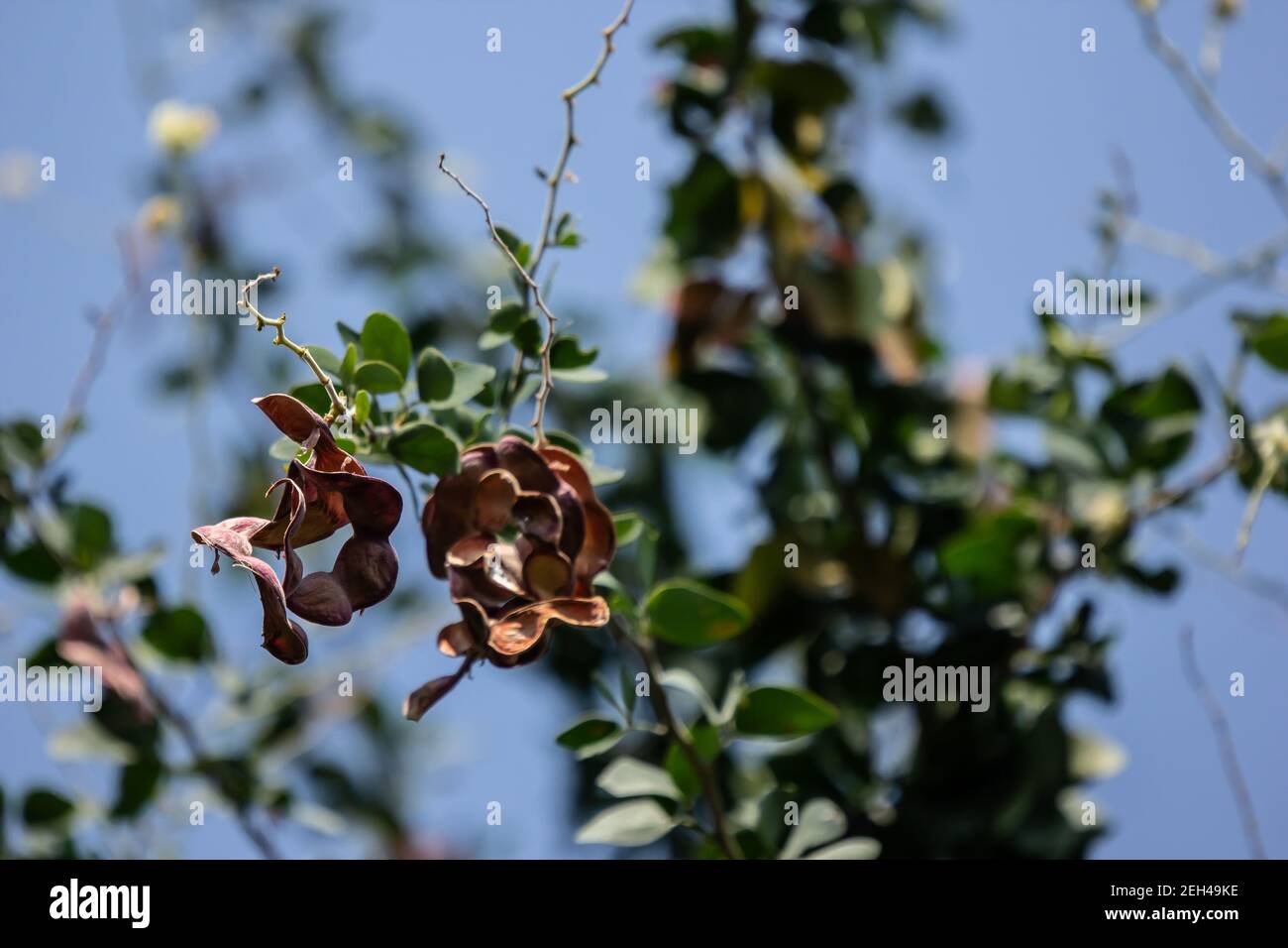 Manila tamarind fruit on tree, tropical fruit Stock Photo - Alamy