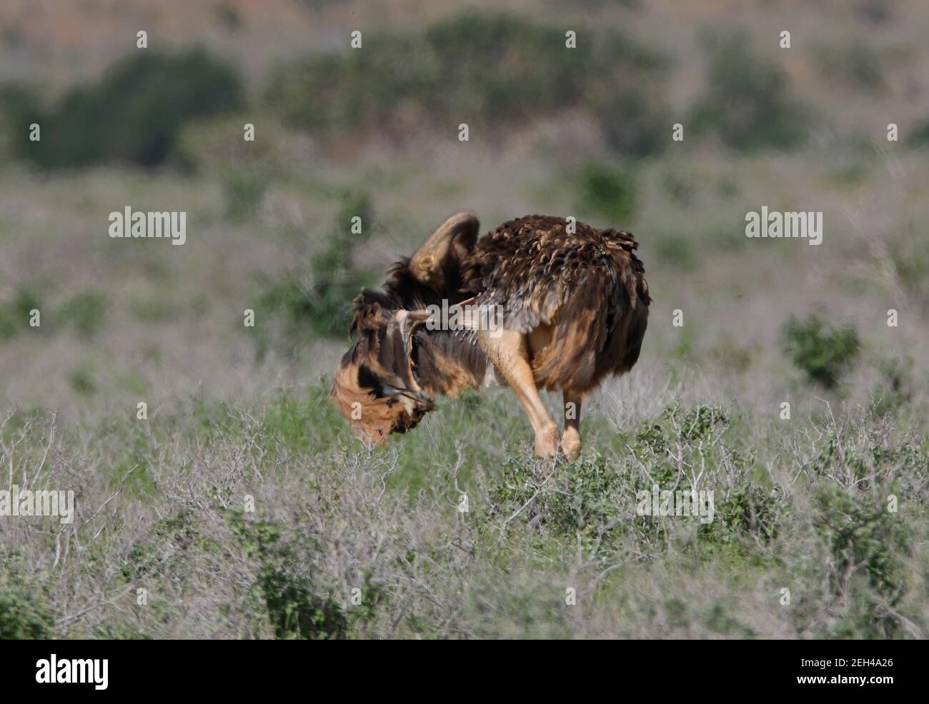 Somali ostrich hi-res stock photography and images - Alamy