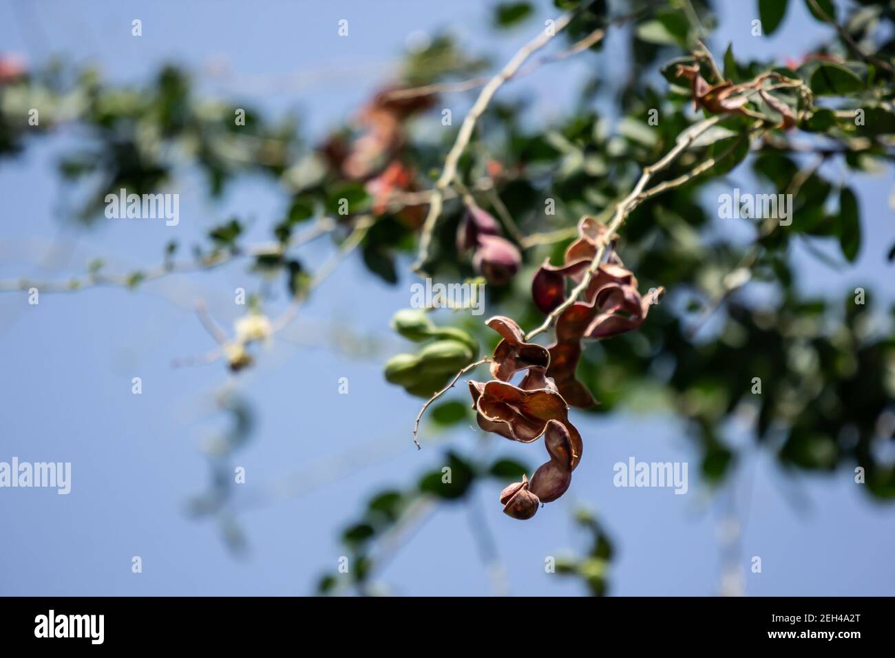 Manila tamarind fruit on tree, tropical fruit Stock Photo - Alamy