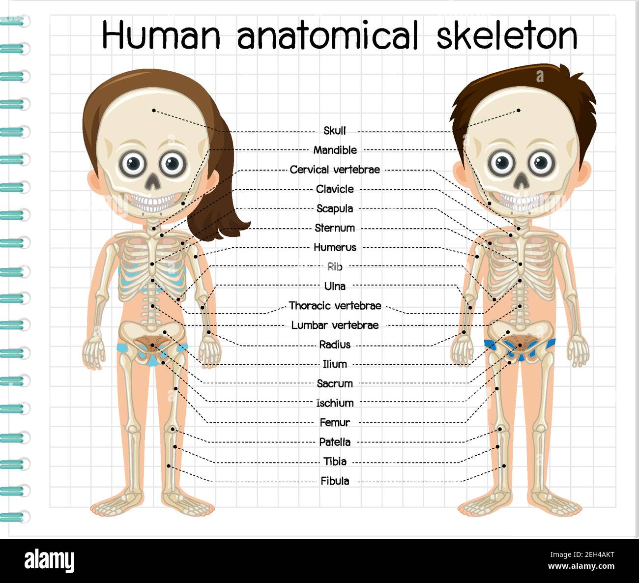 Human anatomical skeleton with label illustration Stock Vector Image ...