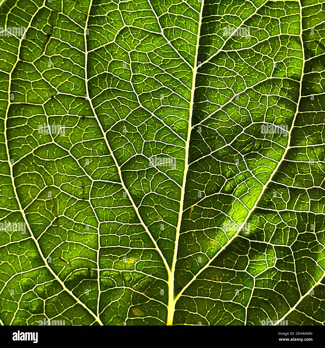 Veins leaf veins hi-res stock photography and images - Alamy