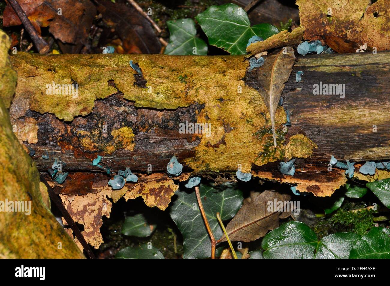 Saprobic fungi hi-res stock photography and images - Alamy