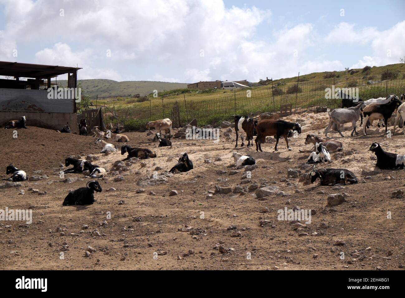 Canary goats hi-res stock photography and images - Alamy