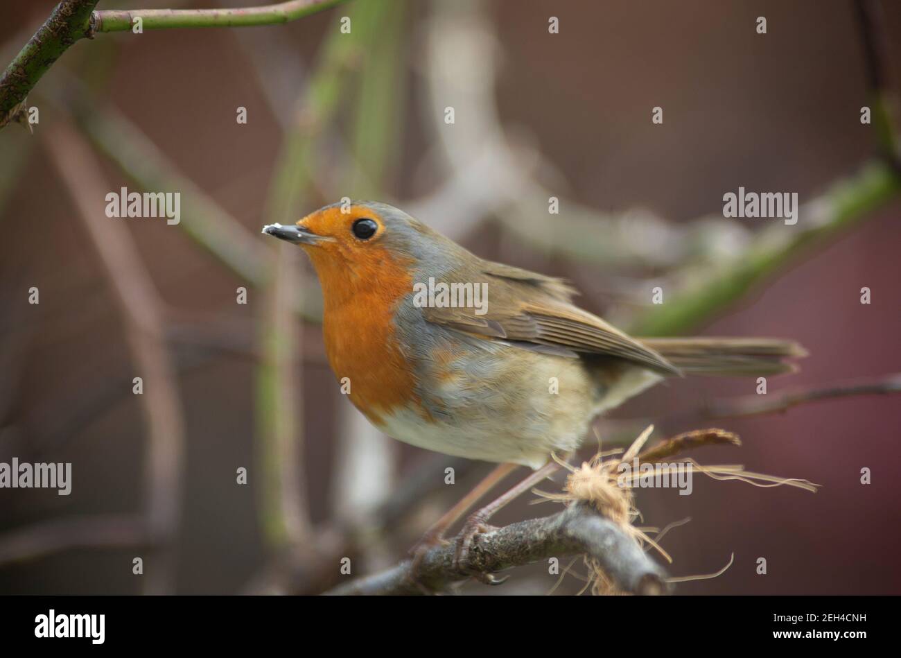 Edinburgh robin bird hi-res stock photography and images - Alamy