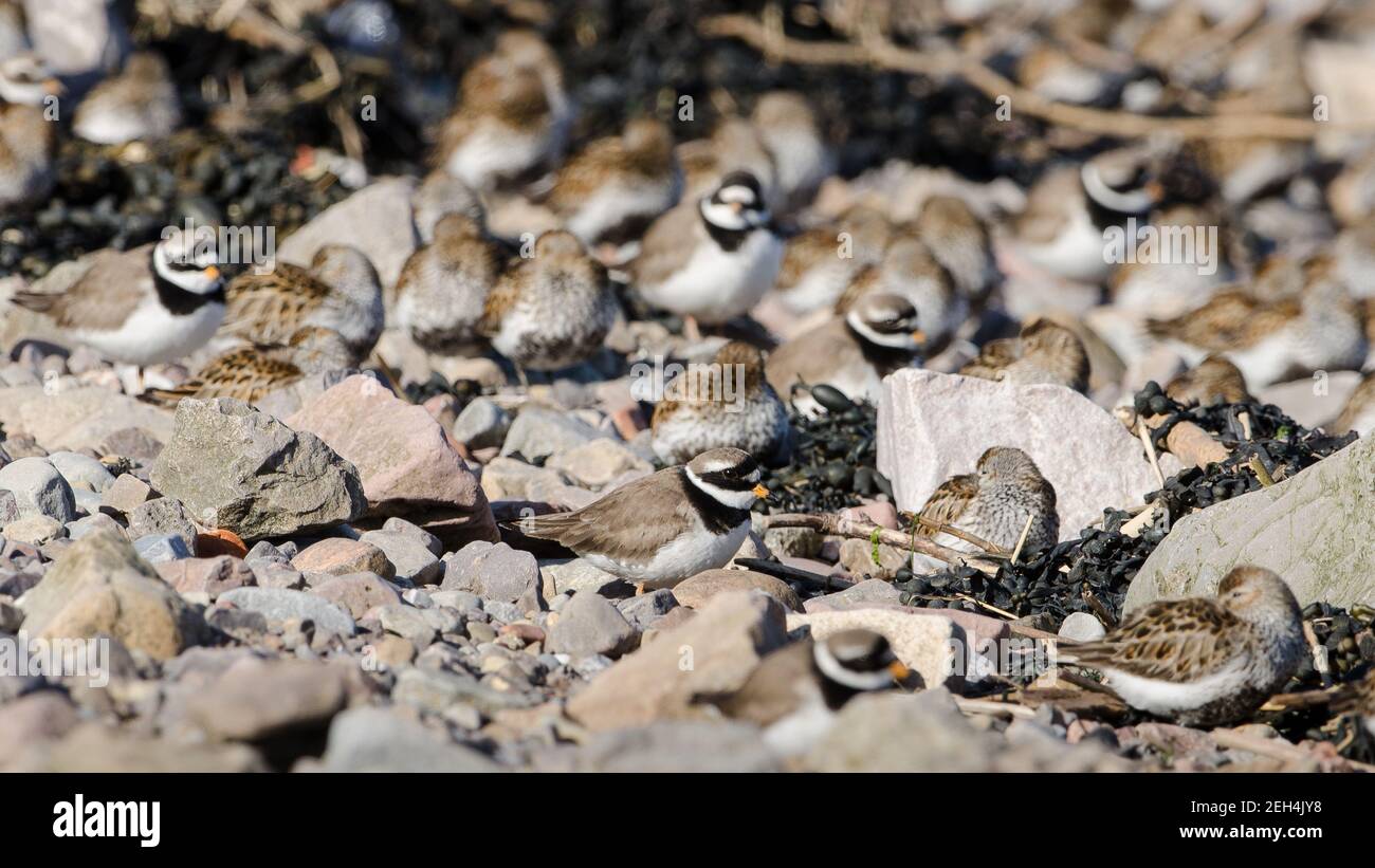 Charidrius hiaticula hi-res stock photography and images - Alamy