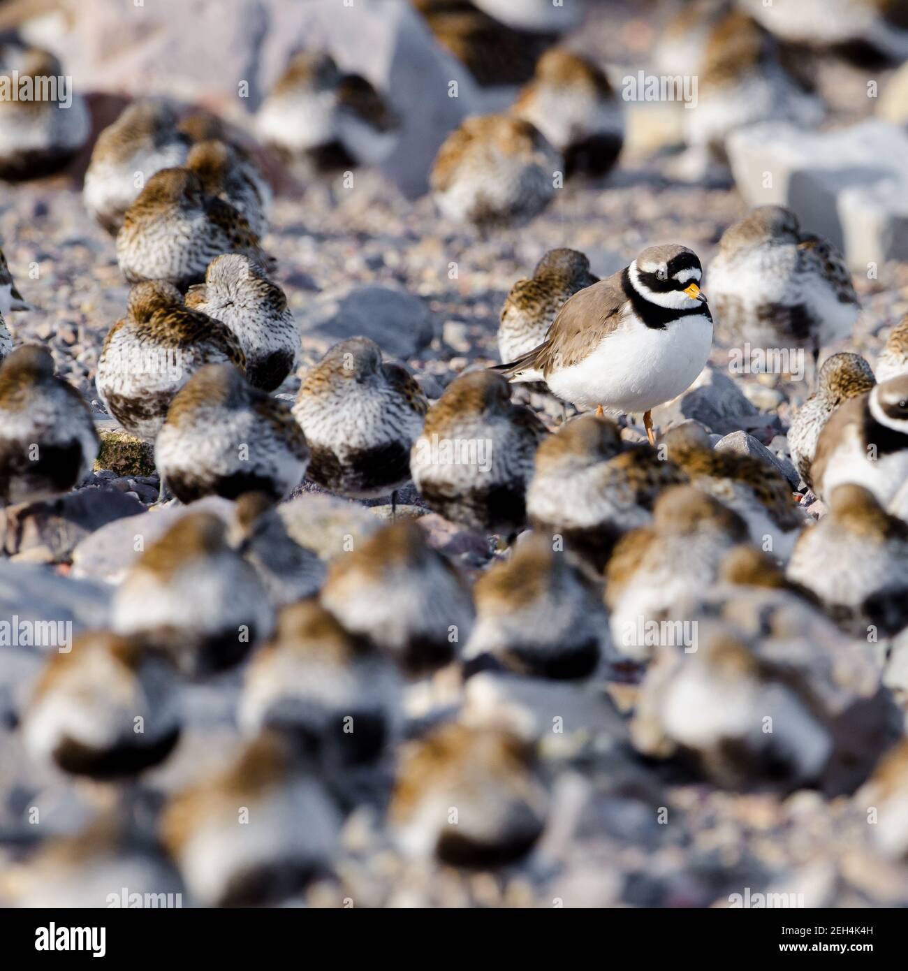Ringed plovers in flock of roosting Dunlin at high tide. Square format ...