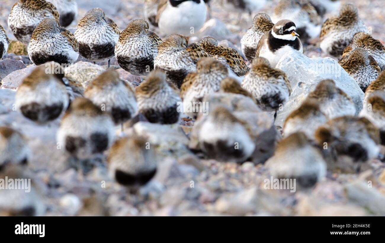 Ringed plovers in flock of roosting Dunlin at high tide Stock Photo - Alamy