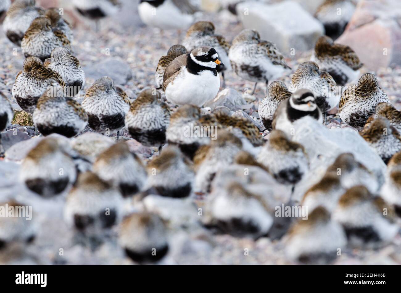 Ringed plovers in flock of roosting Dunlin at high tide Stock Photo - Alamy