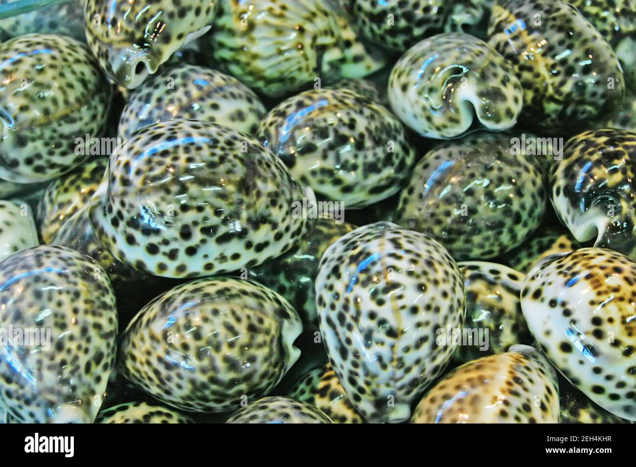 close up of shellfish shell objects Stock Photo - Alamy