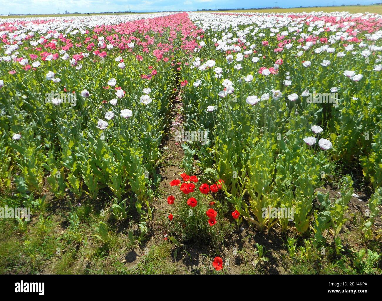 Austria, field with poppy flowers Stock Photo - Alamy
