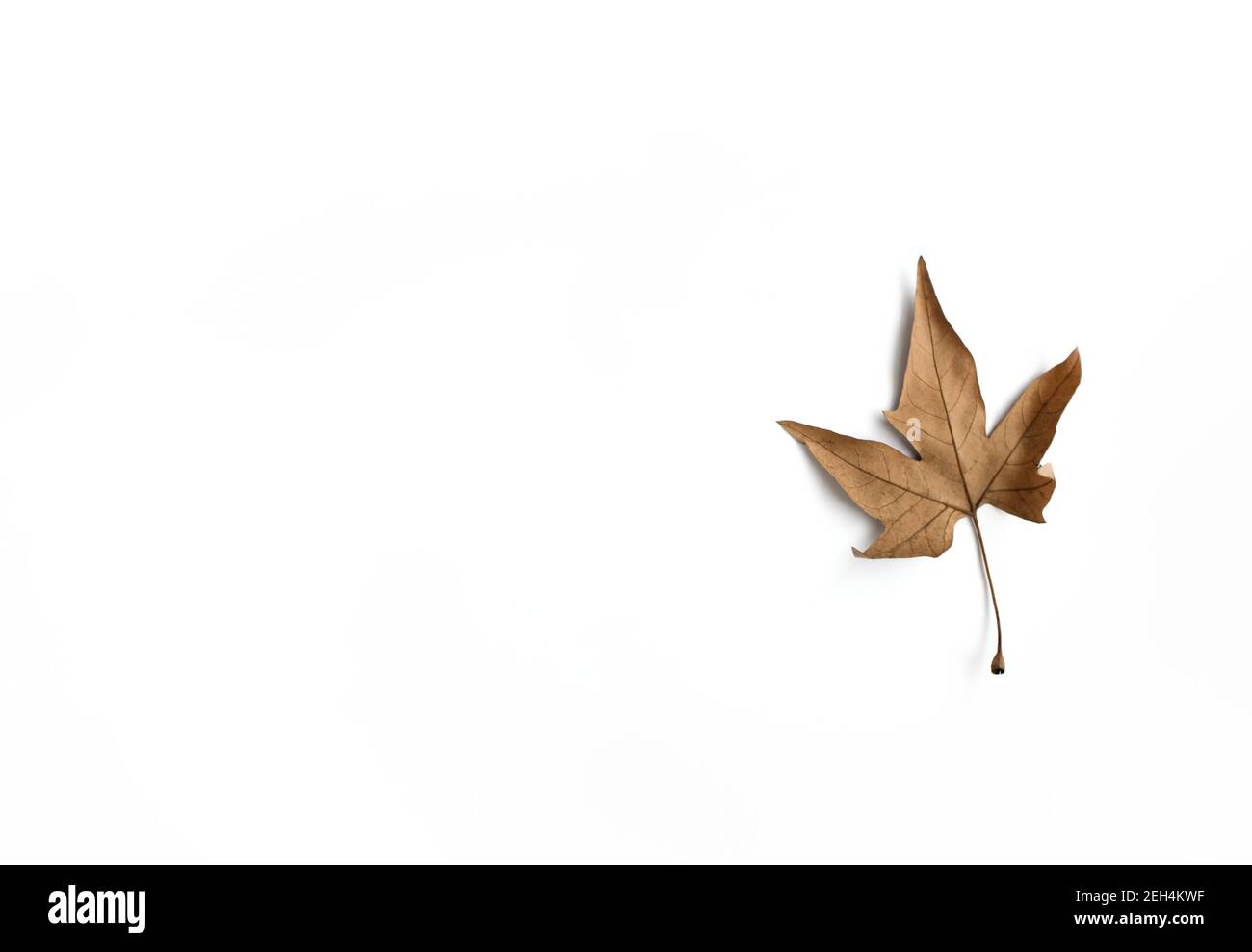 Gold leaf effect Cut Out Stock Images & Pictures - Alamy