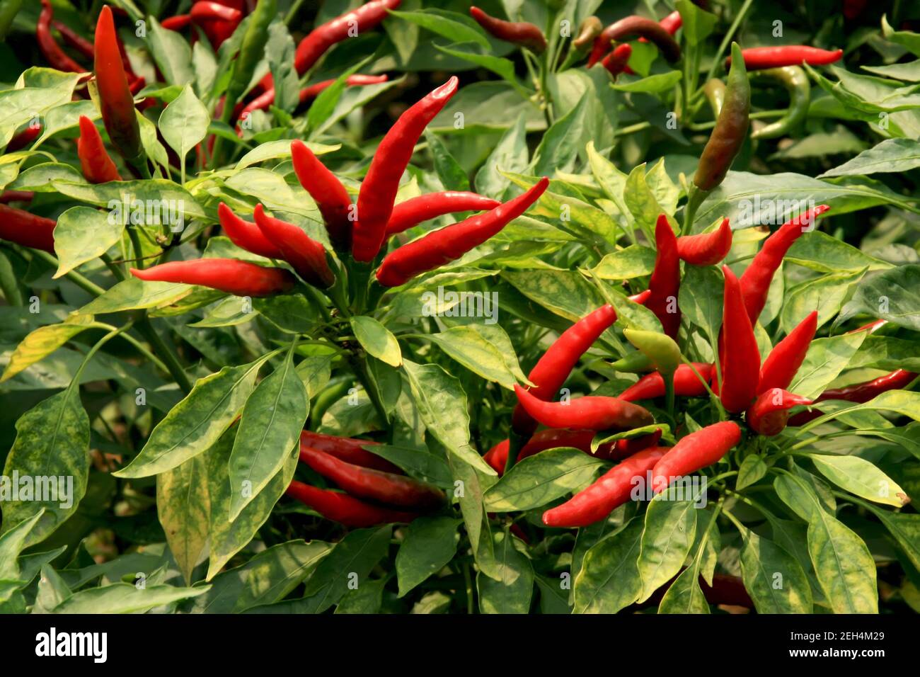 pepper grown on farms in china Stock Photo - Alamy