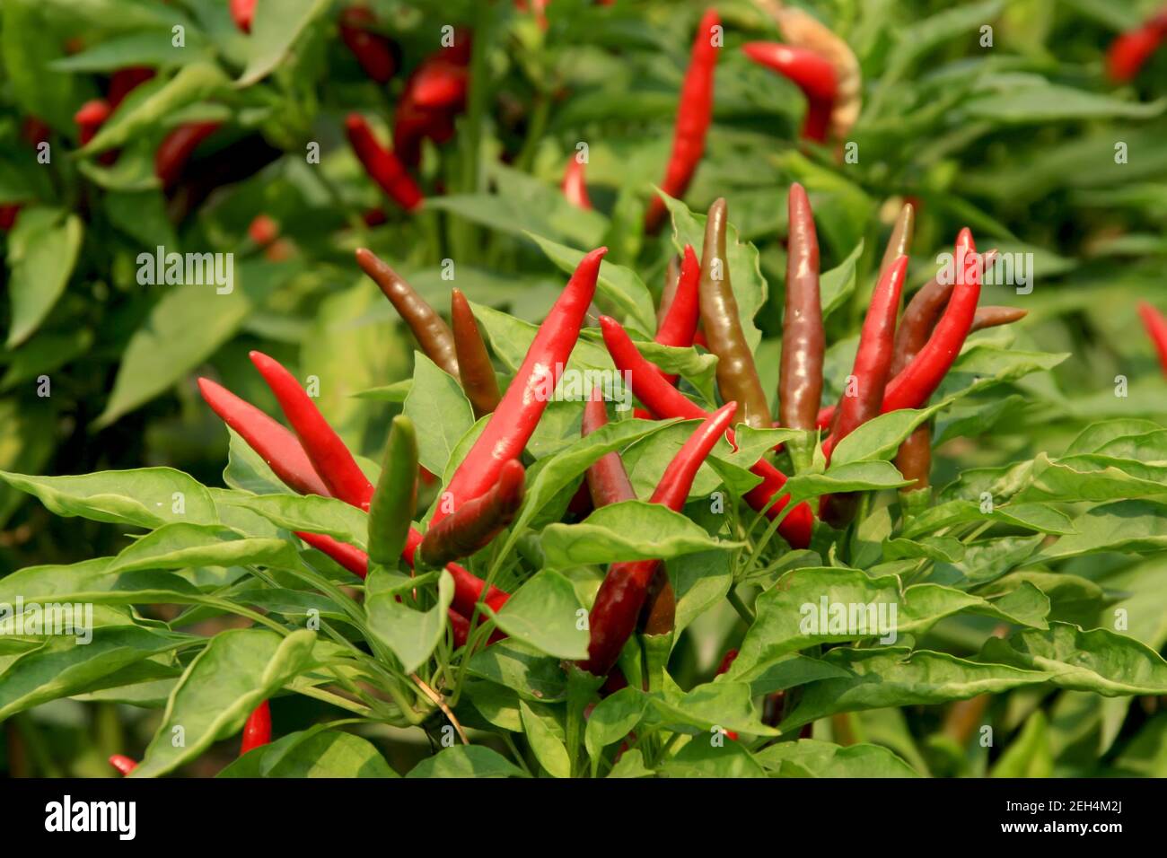 pepper grown on farms in china Stock Photo - Alamy