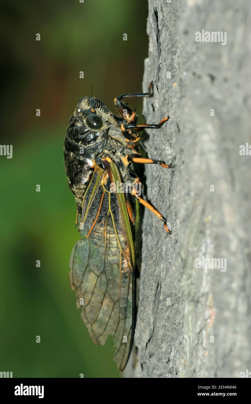 closeup of black cicada on a tree Stock Photo - Alamy