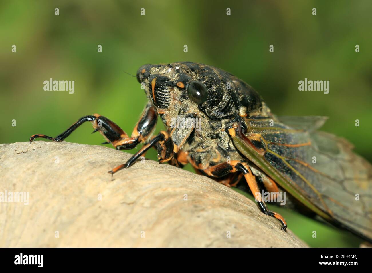 closeup of black cicada on a tree Stock Photo - Alamy