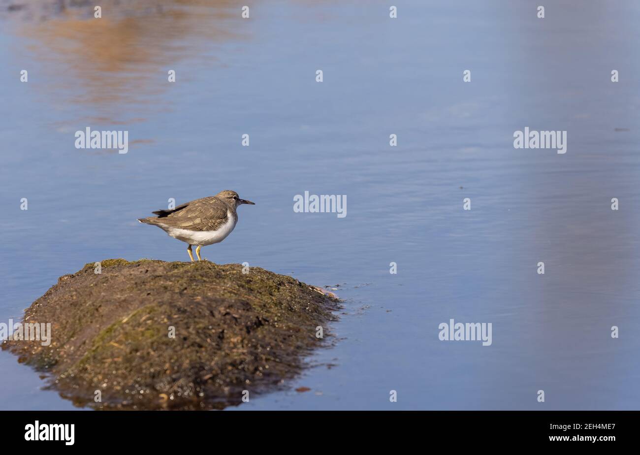 Sandpiper in Arizona Stock Photo - Alamy