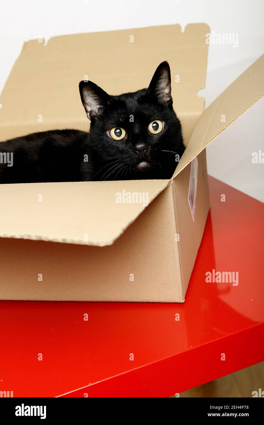 Cat shows hi-res stock photography and images - Alamy