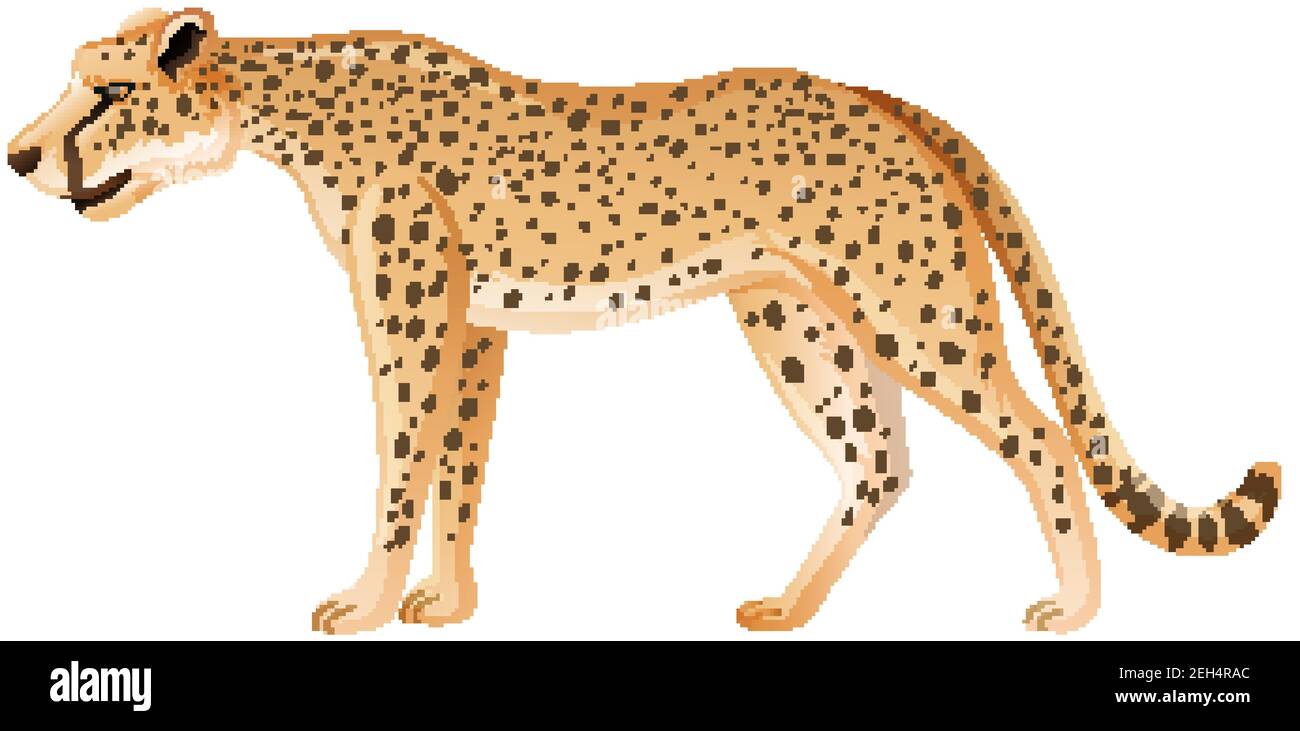 Adult leopard in standing position on white background illustration ...