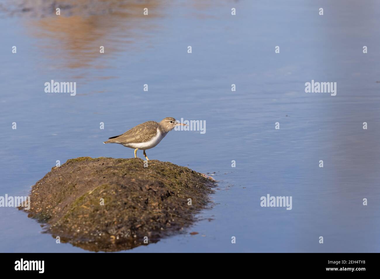 Sandpiper in Arizona Stock Photo - Alamy