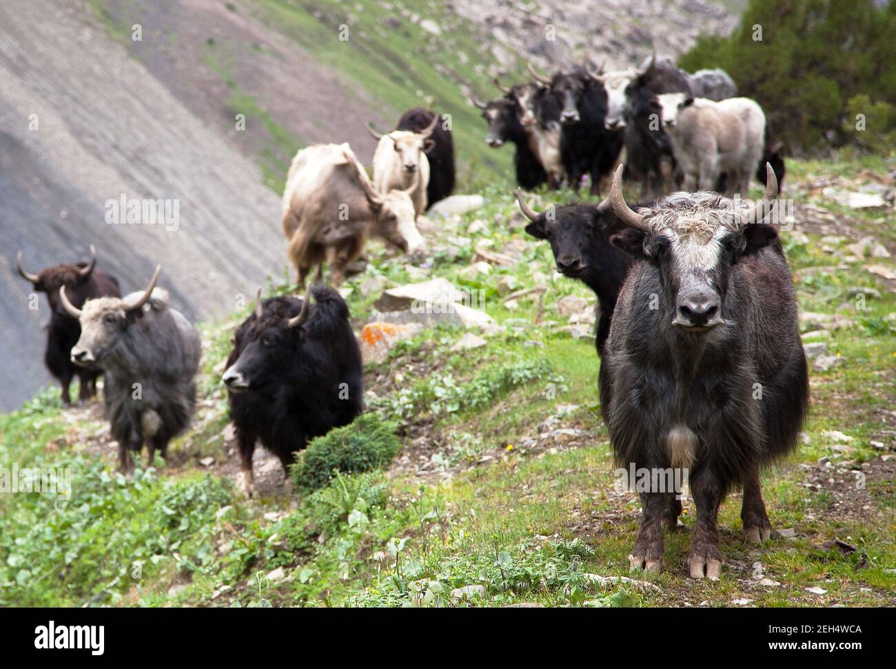 Group of Yaks - bos grunniens or bos mutus - in Langtang valley - Nepal ...