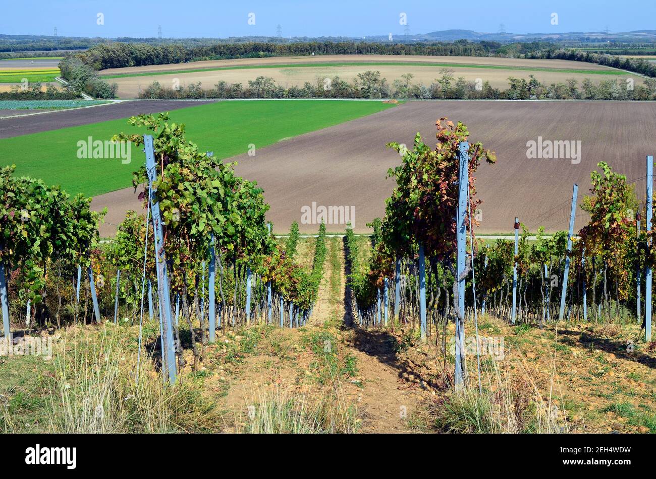 Austria, vineyard and fields in Lower Austria Stock Photo - Alamy