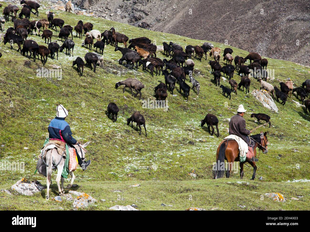 stockriders with flock in Alay mountains on pastureland - life in ...