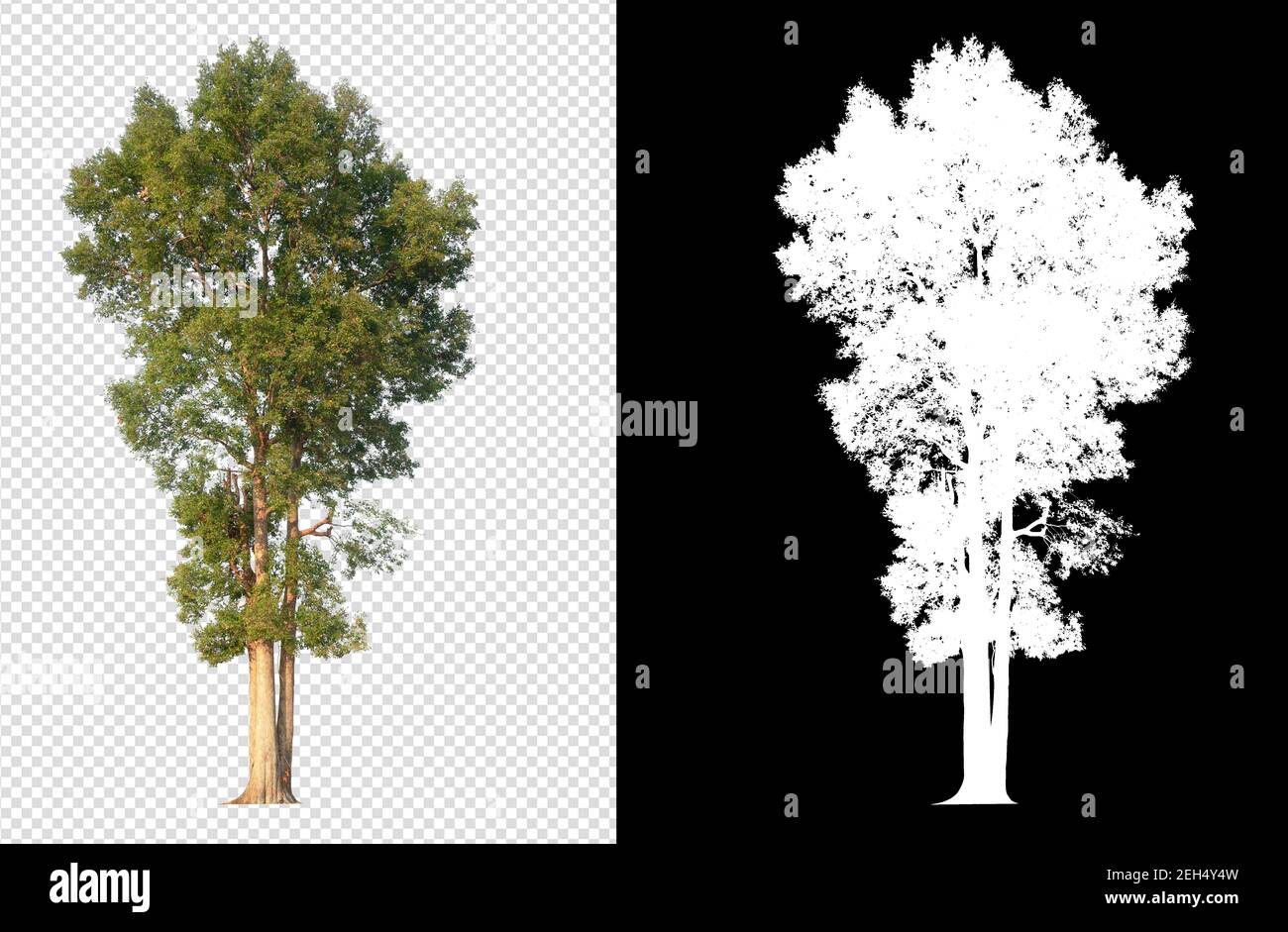 Tree on transparent background picture and alpha channel with clippings ...