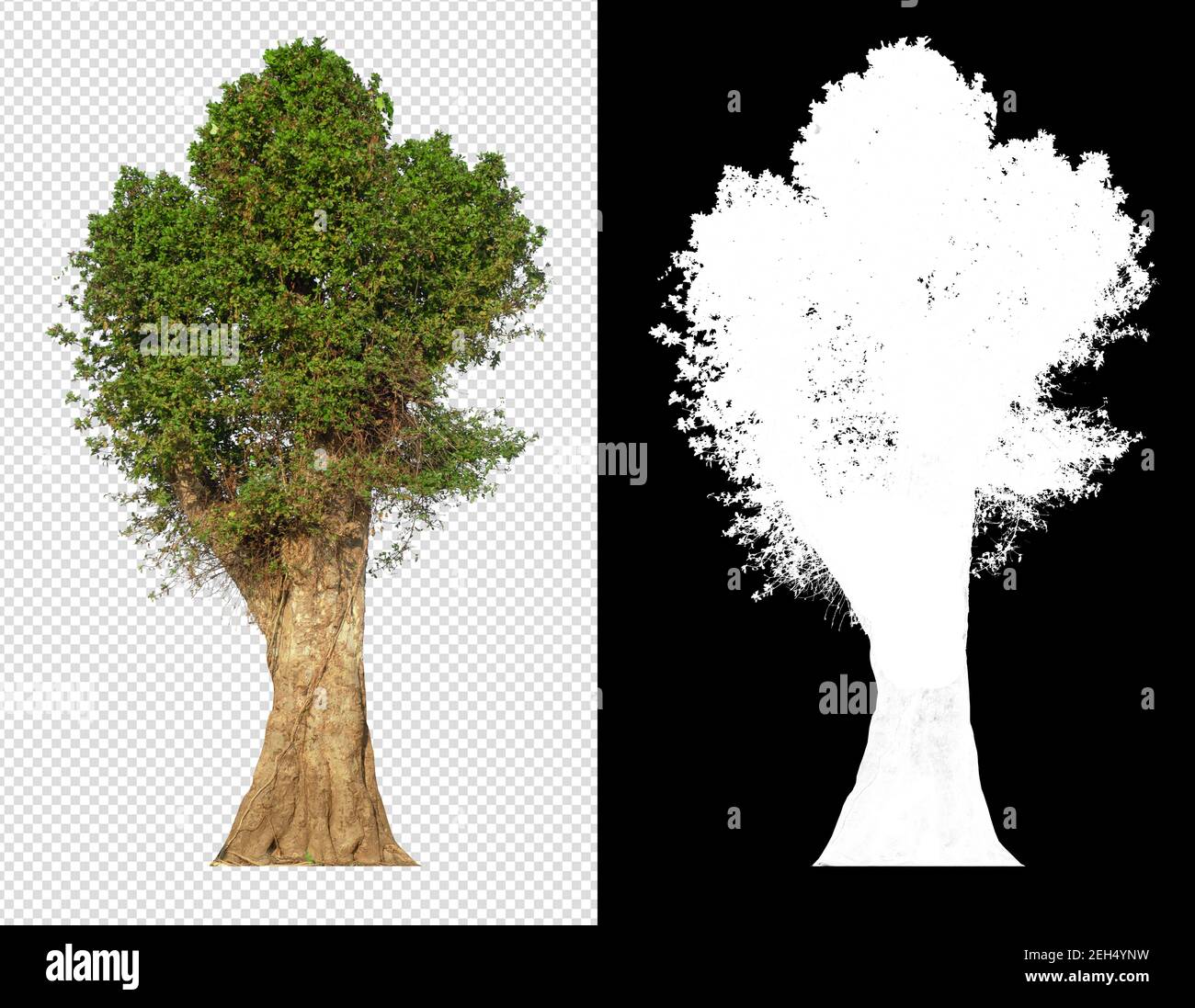 big tree with small branch and leaves on transparent picture background ...