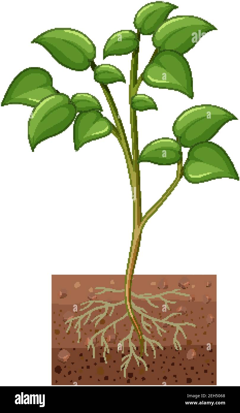 Showing plant with roots isolated on white background illustration ...