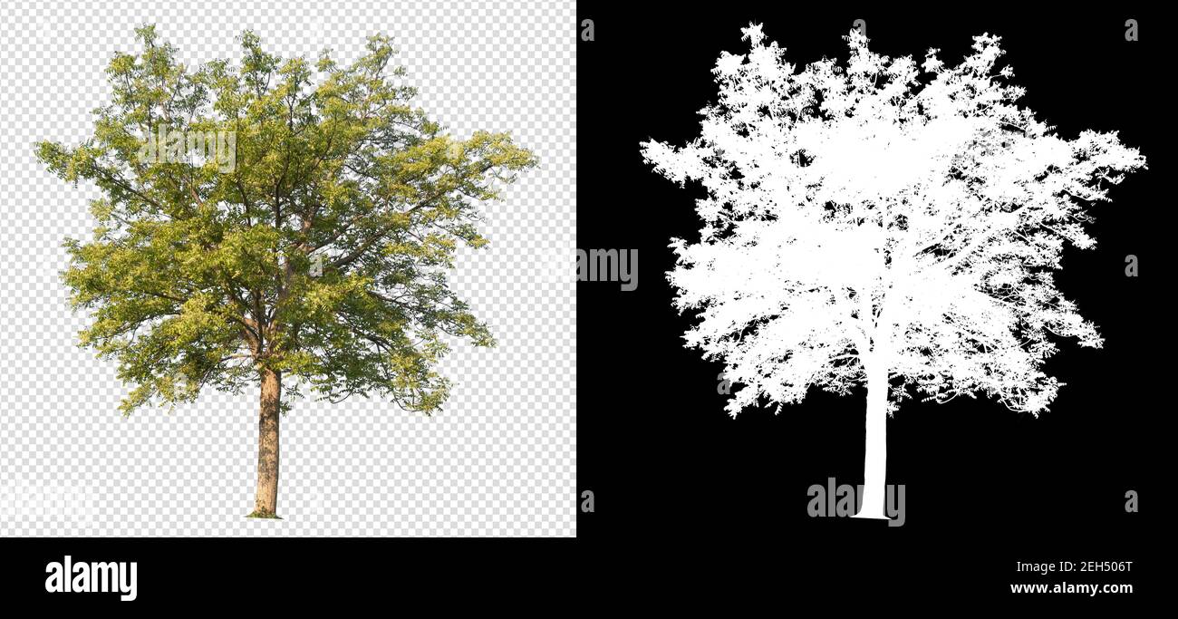 Tree on transparent background picture and alpha channel with clippings ...