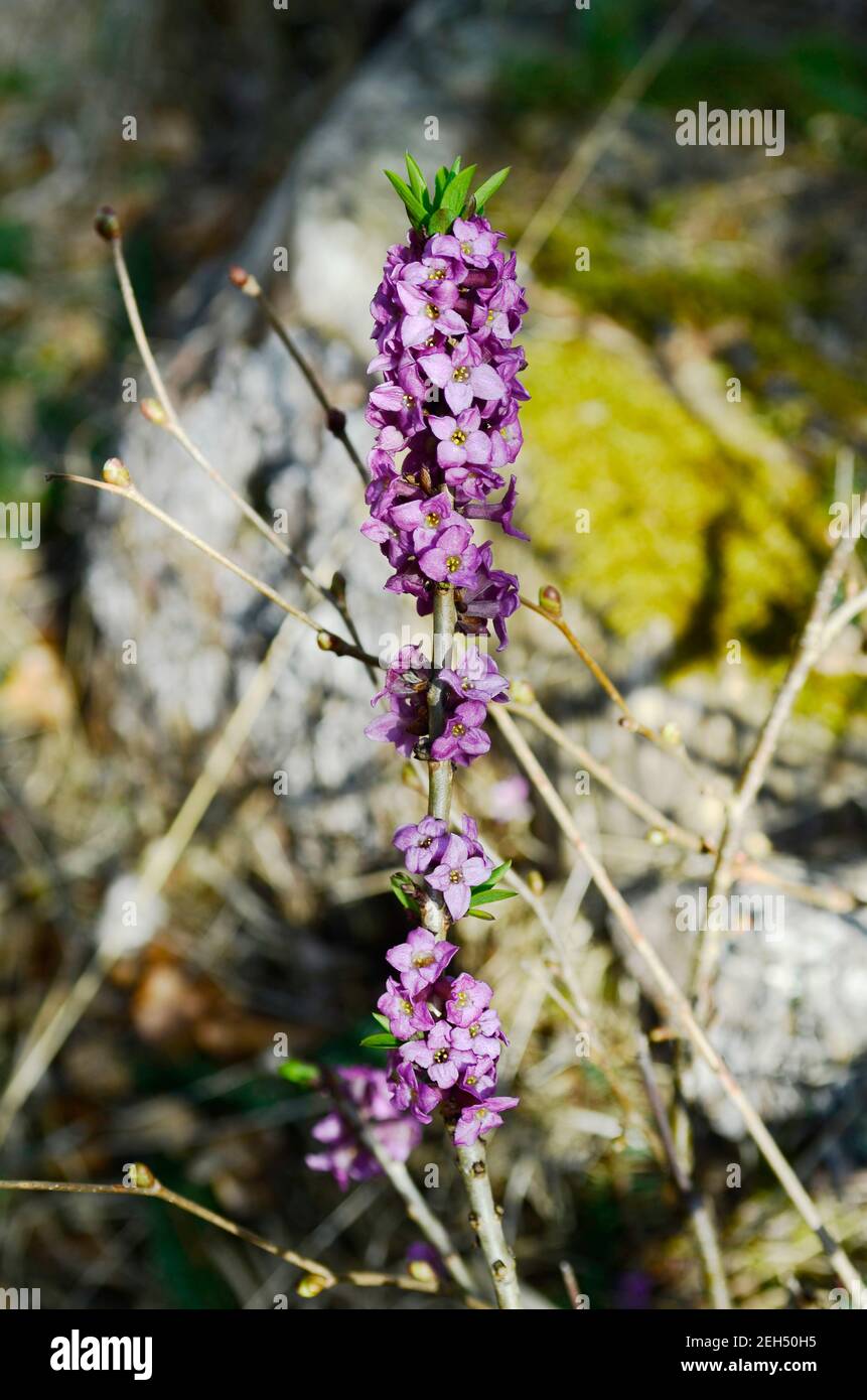 Protected plant hi-res stock photography and images - Alamy