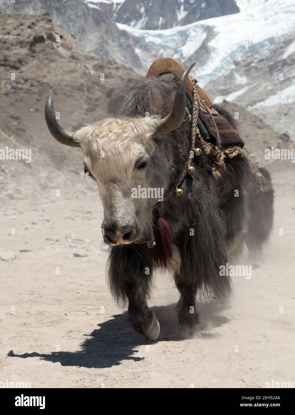 Nepal yak himalayan hi-res stock photography and images - Alamy