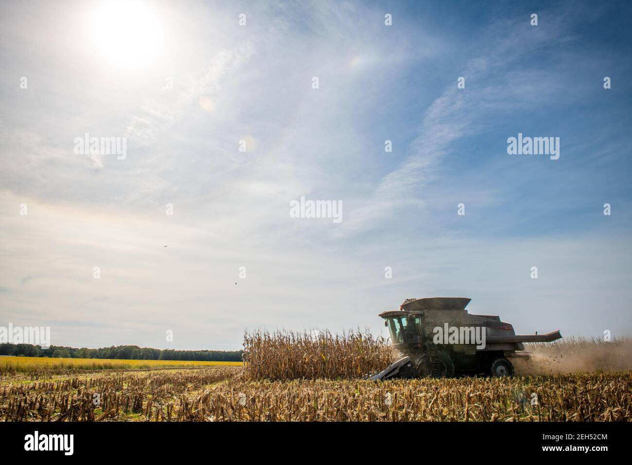 Corn Harvest on Eastern Shore of Maryland Stock Photo - Alamy