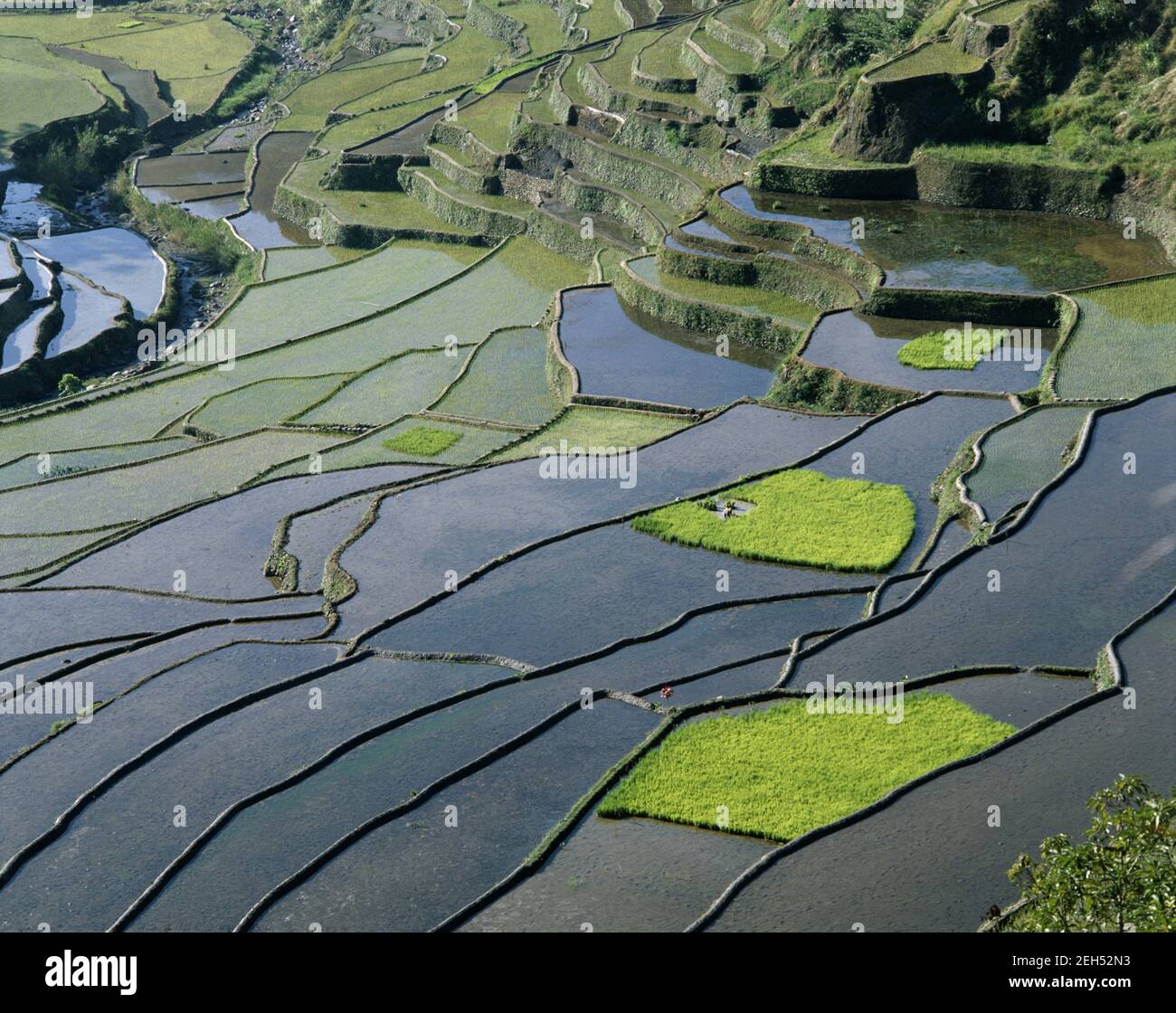 Asia,Philippines, Quezon, Banaue, graphic pattern of Rice Terraces Stock Photo - Alamy
