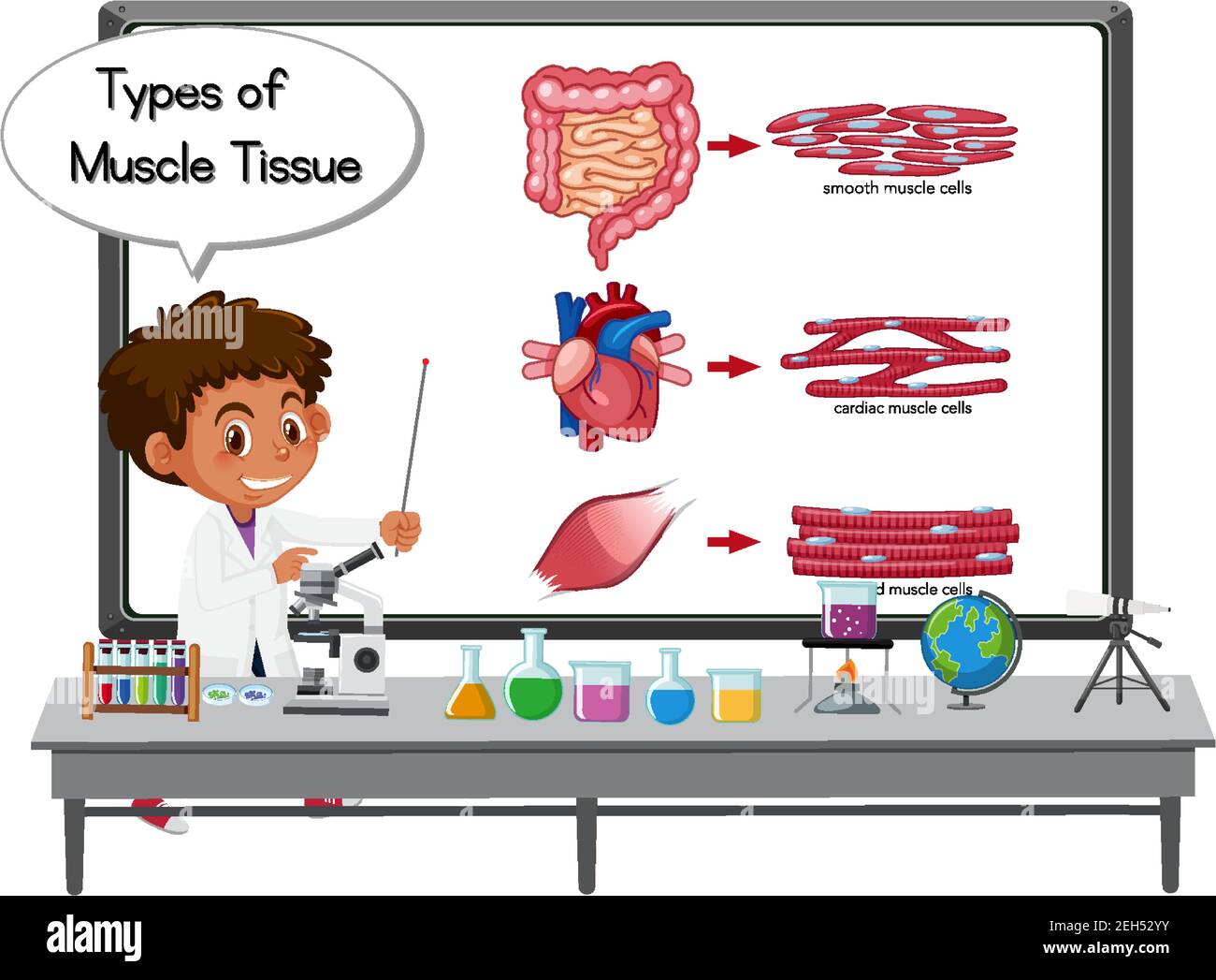 Young scientist explaining types of muscle tissue in front of a board ...
