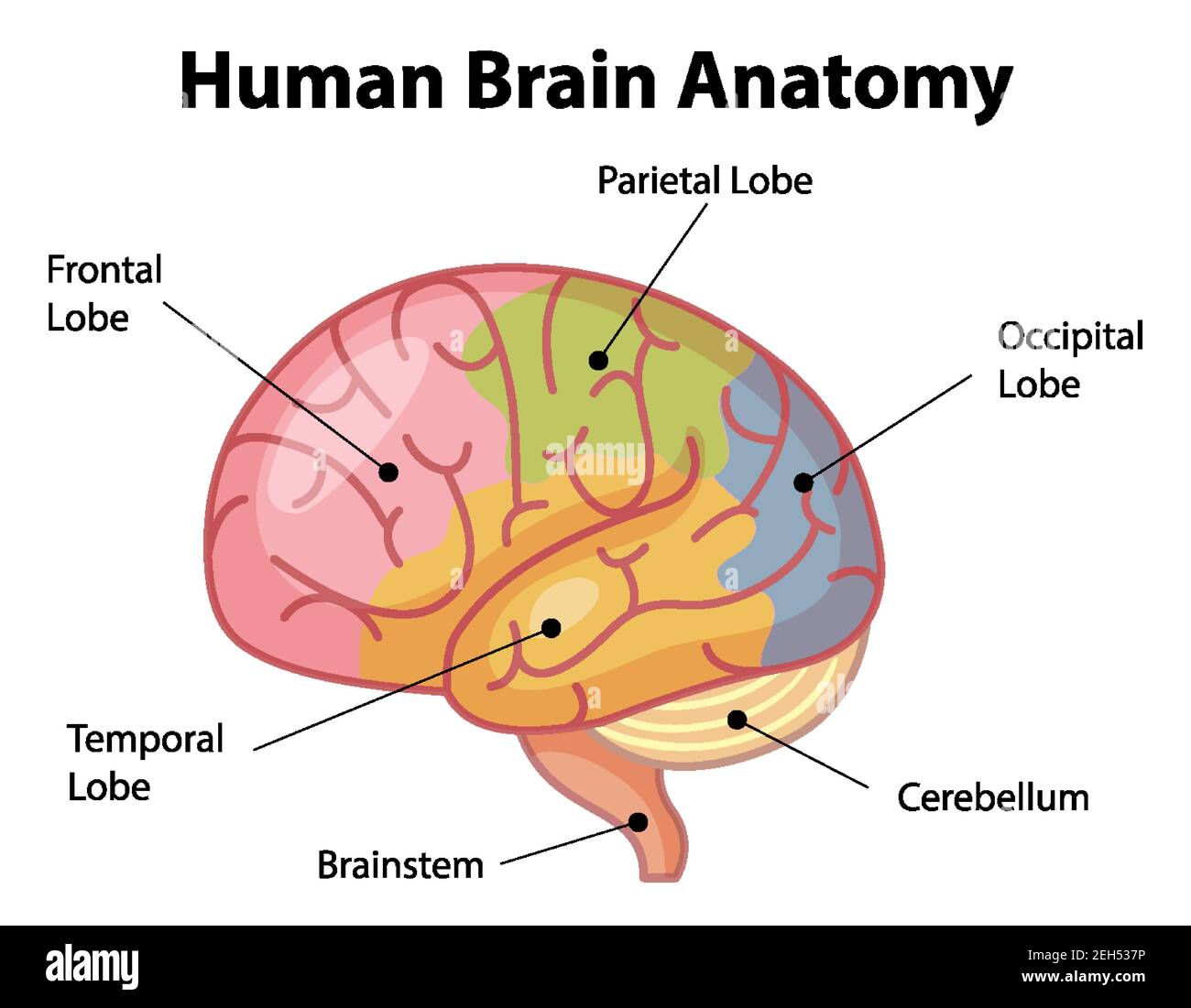 Information poster of human brain diagram illustration Stock Vector ...