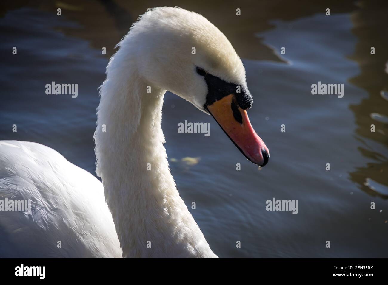 River thames at henley swans hi-res stock photography and images - Alamy