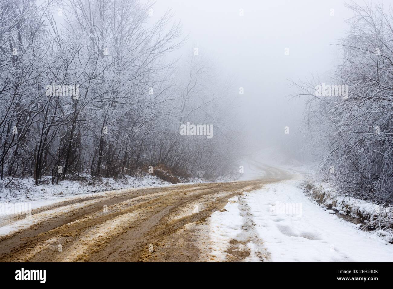 A muddy road winds through a snowy forest Stock Photo - Alamy