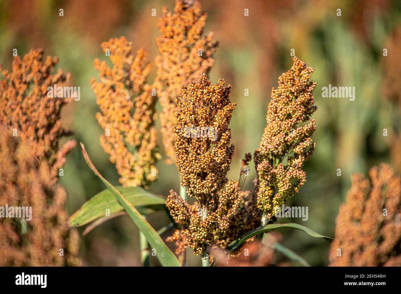 Grain sorghum hi-res stock photography and images - Alamy