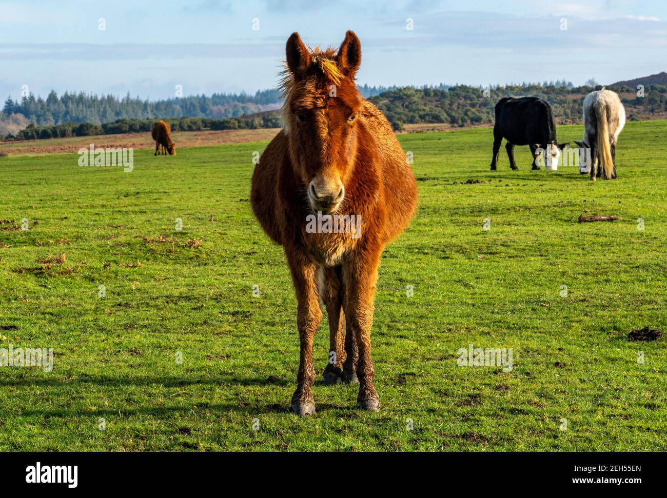 Pony and cow hi-res stock photography and images - Alamy
